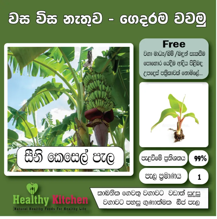 Banana plant root (KESEL PELA)දේශීය සීනි කෙසෙල් පැල | Daraz.lk