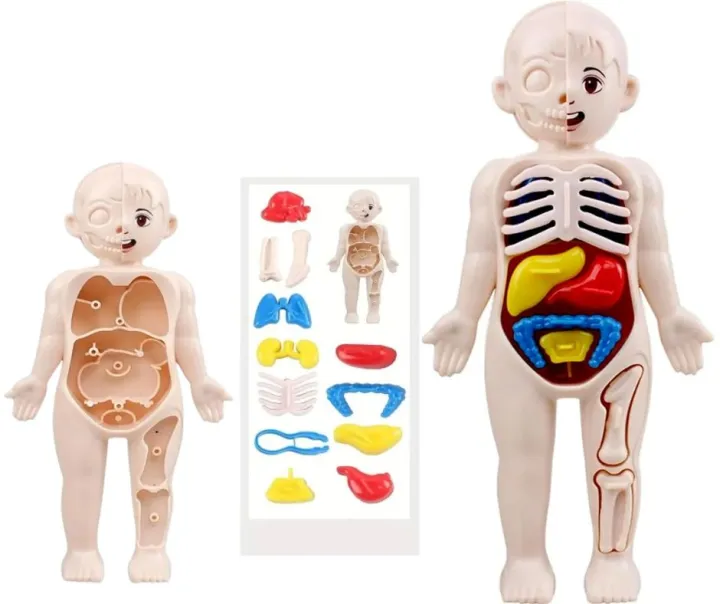 Human Body Part Educational Toy, 3D Puzzle Model Assembly, Early ...