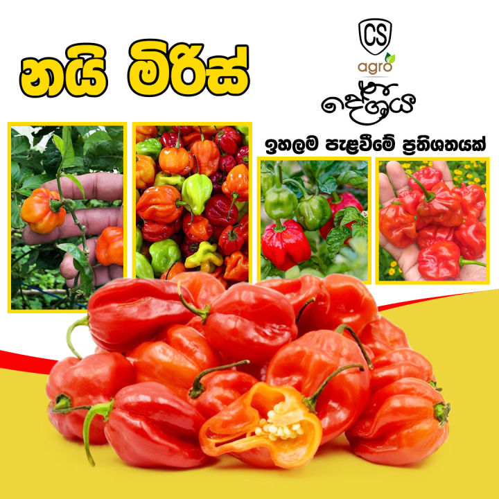 Scotch Bonnet Dark Green Chilli Nai Miris Nai Hot Pepper Chili නයි ...