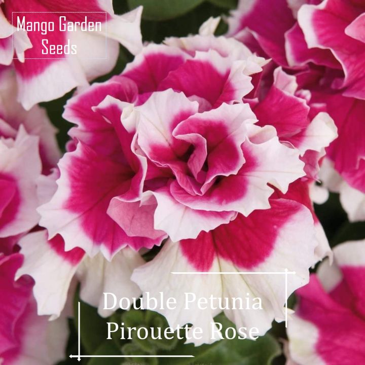 Pirouette Rose Double Petunia Seeds - 15 Seed *Pot Friendly* Tanam Pasu ...