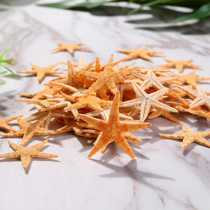 【Fullyoung_520 Store】Sea Shells 50Pcs/Bag Mini Starfish Craft ...