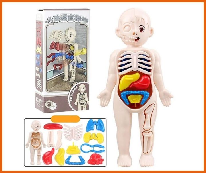3D Puzzle Human Body Anatomy, Kids Human Body Model Toy Set Detachable ...