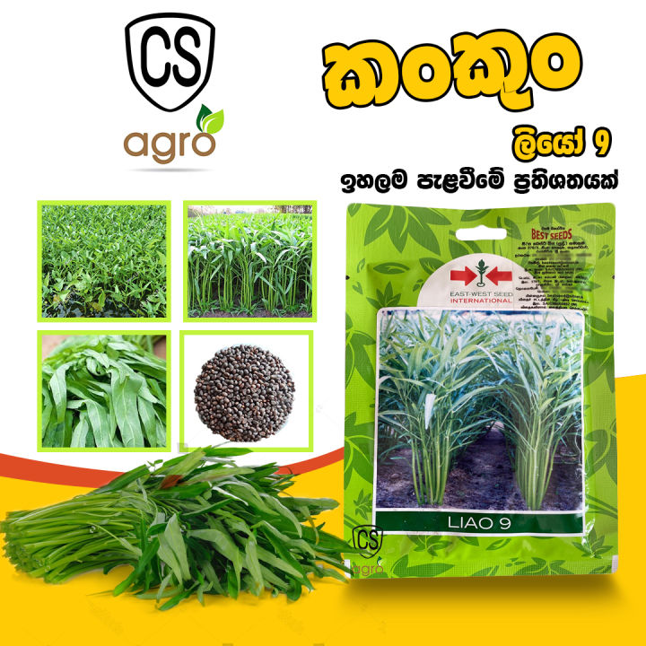 KangKong Liao 9 seeds Home Garden Best Seed East-west kan kun Beeja ...