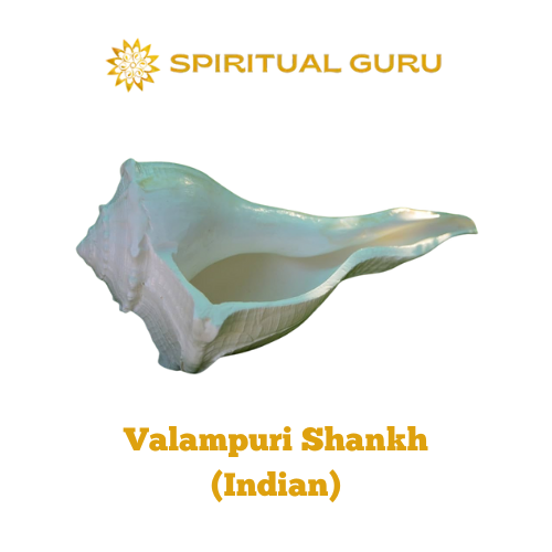 Original Valampuri Shankh | Sangu for Pooja | Rare Right-Turn Conch ...