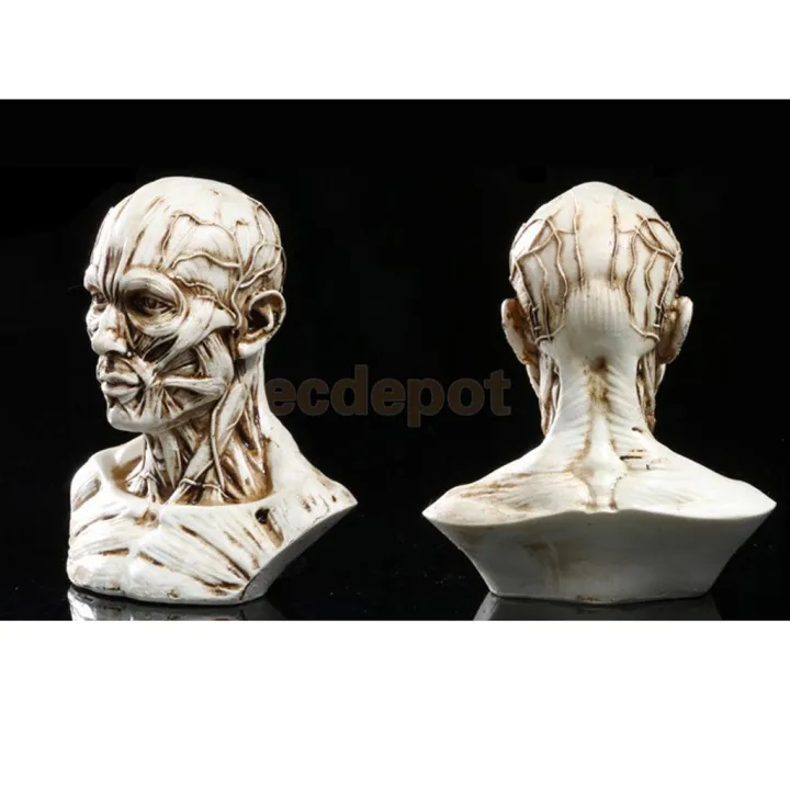 4" Human Model Anatomy Skull Muscle Bone Artist Drawing Antique White ...