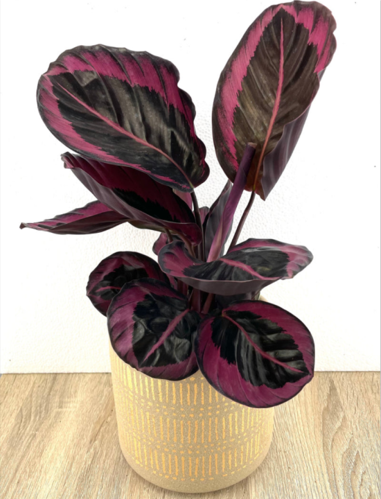 Calathea Roseopicta ‘Red Mojo’ indoor outdoor plant pot plant | Daraz.lk