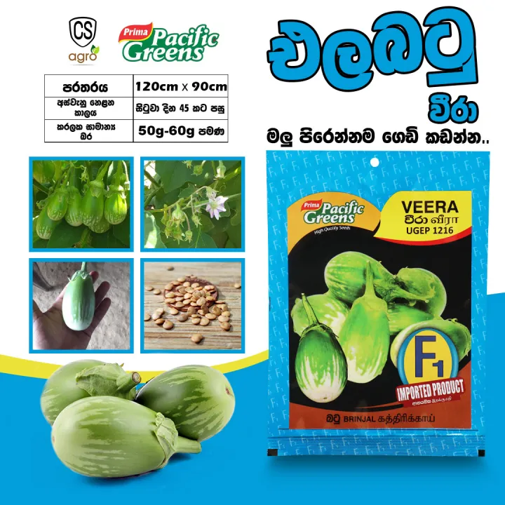 F1 Hybrid Brinjal Veera UGEP 1216 Seeds Batu Beeja බටු බීජ 2.5g Home ...