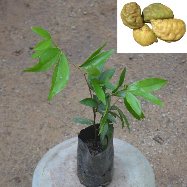 Naminam Plants | Daraz.lk: Buy Online at Best Prices in Srilanka | Daraz.lk