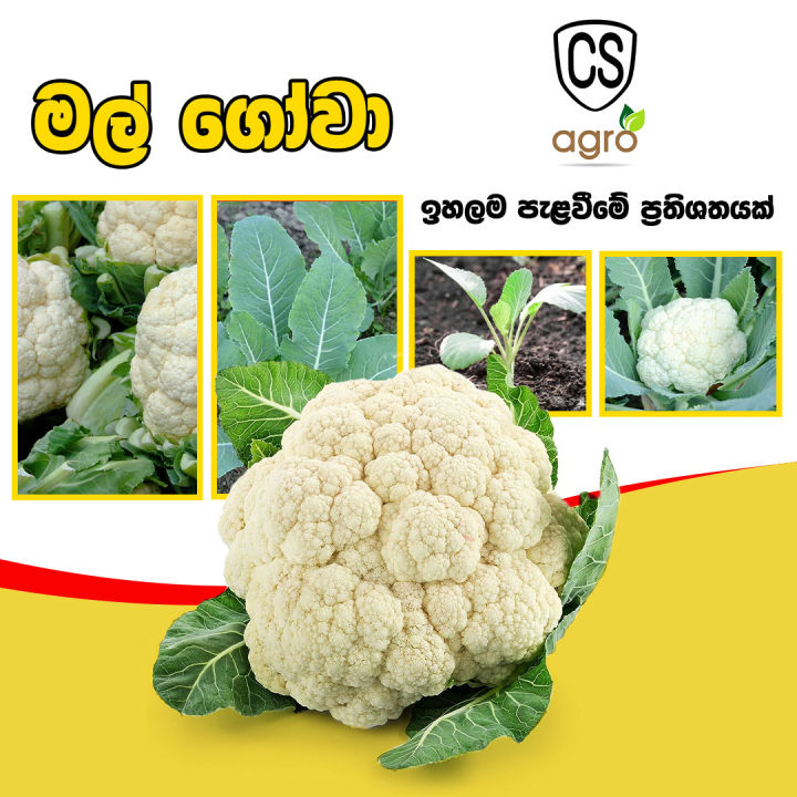 Cauliflower, Mal Gowa F1 Hybrid, 25 Seeds Pack | Daraz.lk