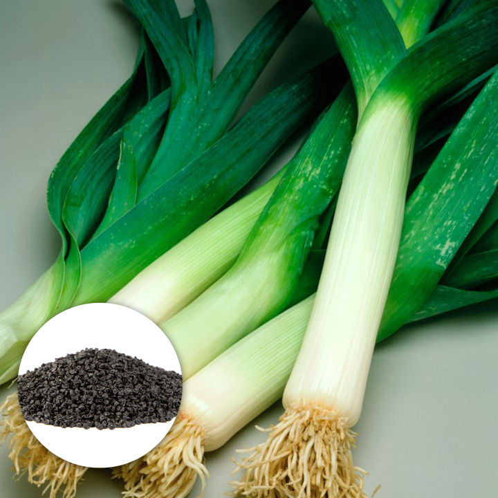 Leek Large Long Summer 1g Seeds Pack | Daraz.lk