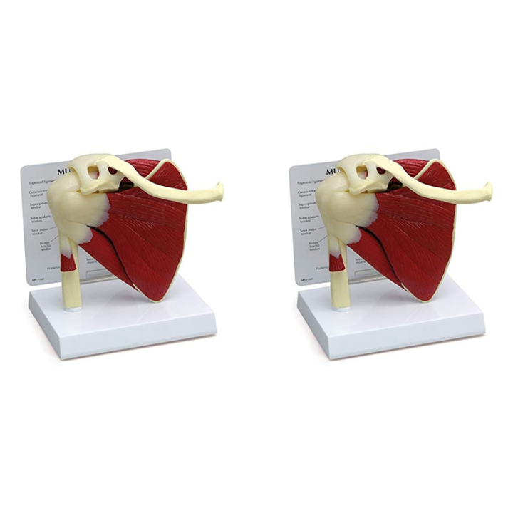 2X Muscle Shoulder Model, Human Anatomy Right Shoulder Joint Muscle ...