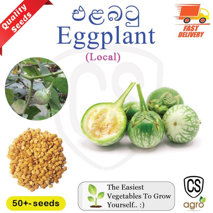 Brinjal Ela Batu Seeds batu beeja seed Gardening Agriculture Home ...