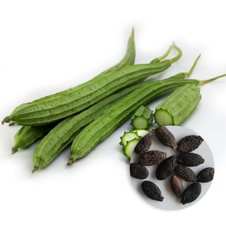 F1 Hybrid Ridge Gourd Luffa Seeds 10 Watakolu Beeja | Daraz.lk