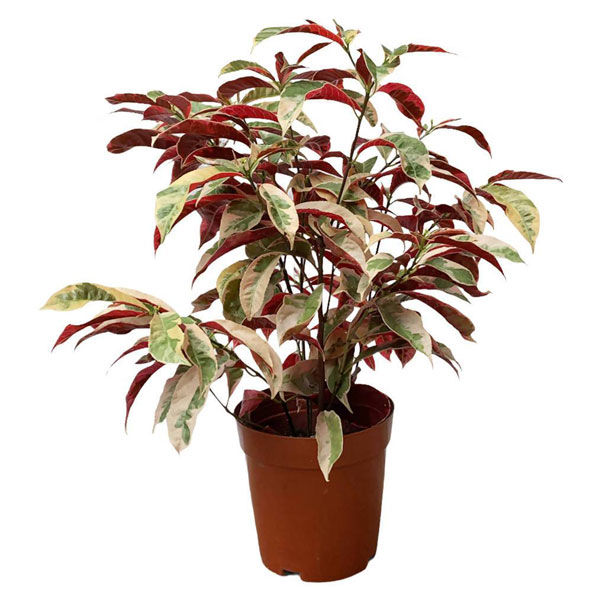 picara plant/red leaves plant / plant | Daraz.lk