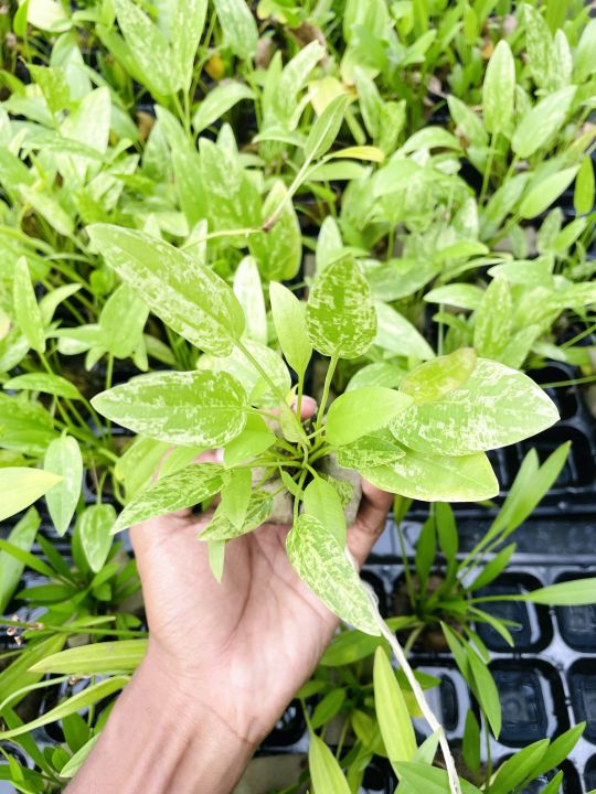 Marble Queen Sword | Daraz.lk