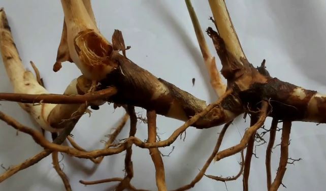 heen araththa rhizomes for ayurveda 50g | Daraz.lk