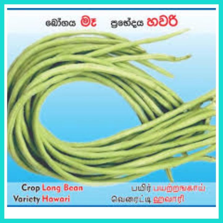 හවරි මෑ බීජ Hawari Mae Seeds,Hawari Beens Seeds For Home Garden Plants ...