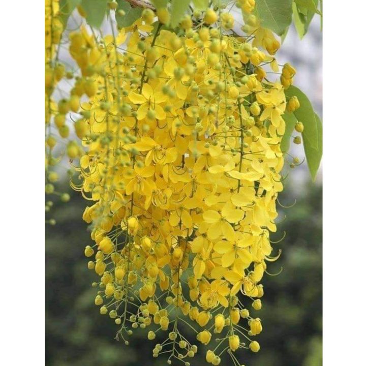 Natural Ahala/Ehala 60seeds pack for your beautiful home garden | Daraz.lk