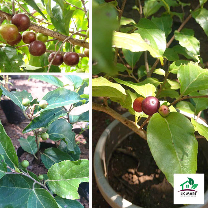 Natural Air layer Ugurassa plant For your garden Flacourtia indica ...