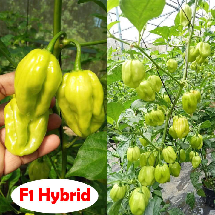 Hybrid F1 Scotch Bonnet Snake Chilli Seeds Light Green Hot pepper ...