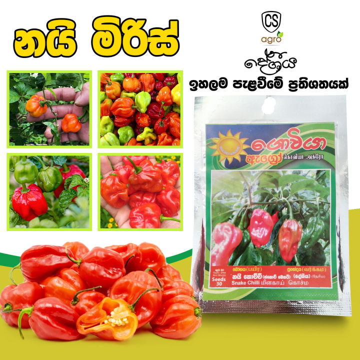 Snake Chilli Local Seeds Scotch Bonnet Nai Kochchi Beeja 30 Seeds ...