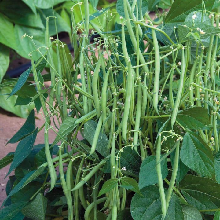 Green Bush Bean Local Seeds paduru bonchi Gardening Agriculture Home CS ...