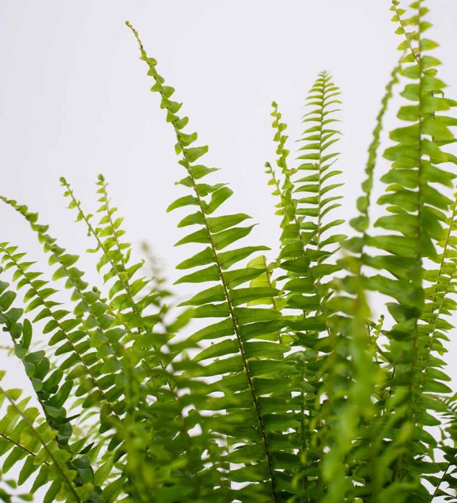 Meemana Plant / Boston Fern Plant | Daraz.lk
