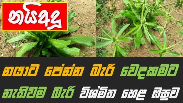 ADHU PLANT AntiSnake Plant in Srilanka | Daraz.lk