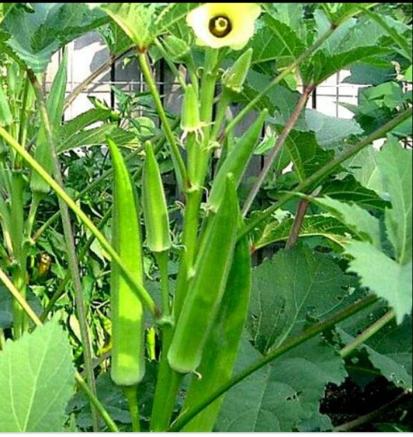 Lady Fingers/Bandakka Seeds For Home Garden | Daraz.lk
