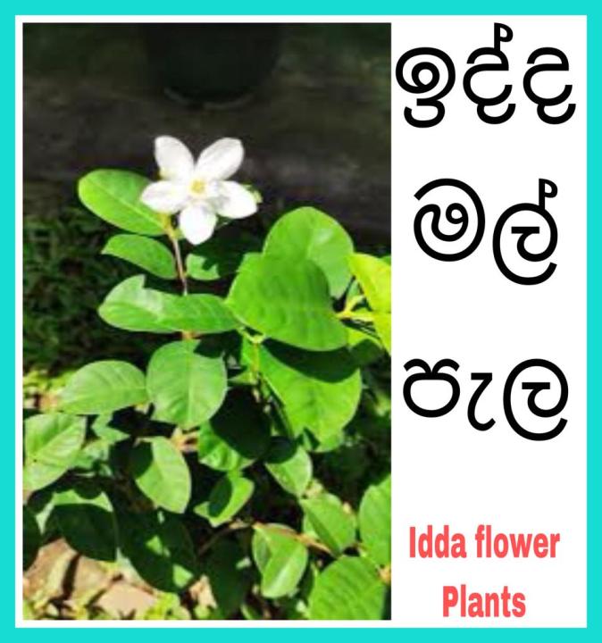 Natural Idda flower Plants,Idda Flower White Coler Plants | Daraz.lk