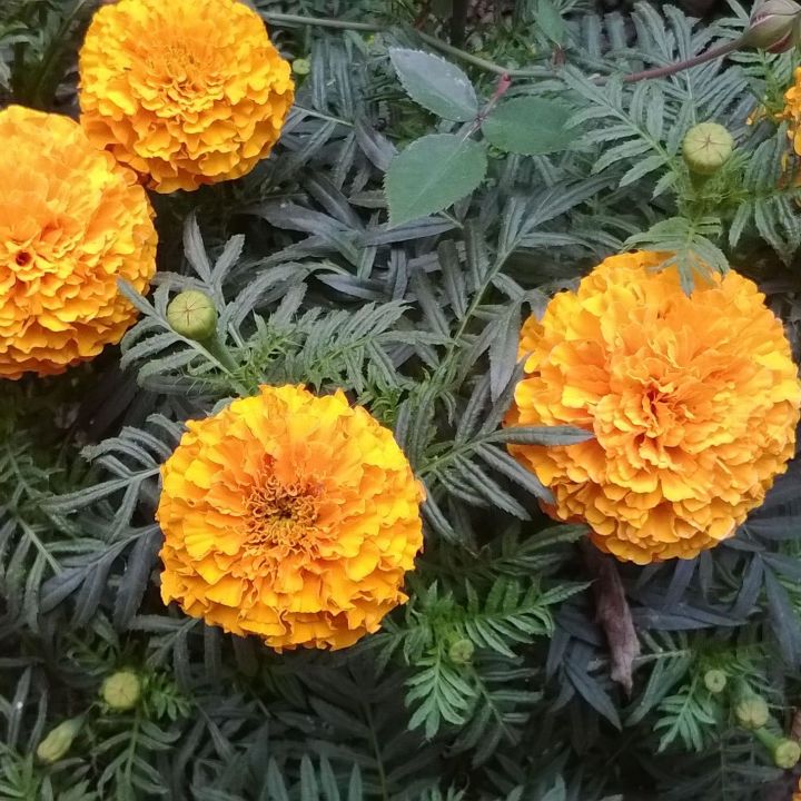 Marigold Seeds 0.5g දහස්පතියා බීජ Dahaspethiya beeja Home Gardening ...