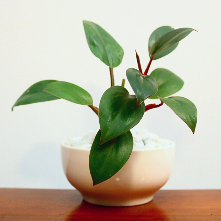 Natural Indoor Plant Live Desk Plant Real office Plant Golden lucky ...