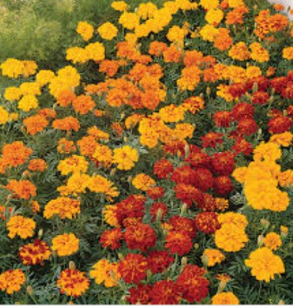 Dahaspethiya/Merigold Flower Seeds Mix Colour | Daraz.lk