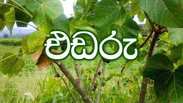 එඬරු Edaru plant your home garden 10 seeds | Daraz.lk