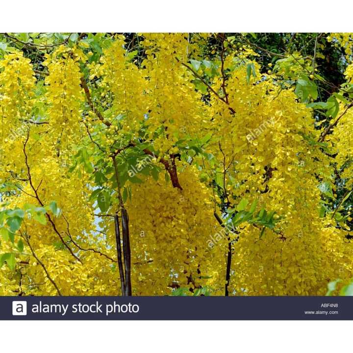 Natural ahala seeds for home garden 10 seeds | Daraz.lk