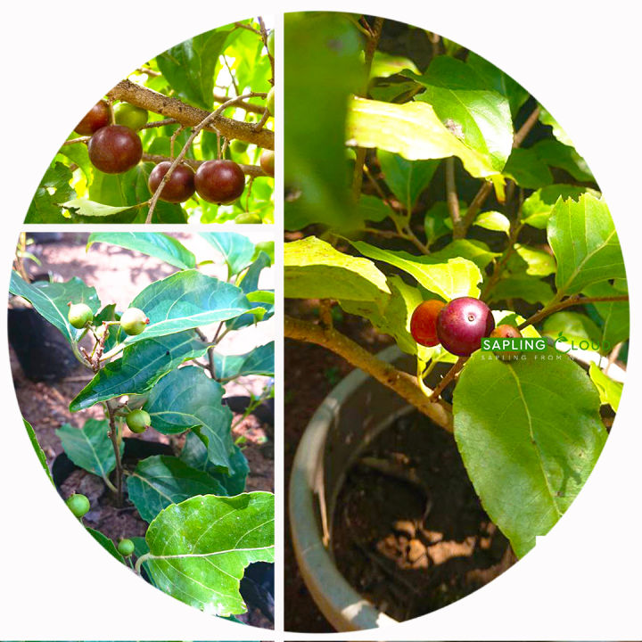 Natural Air layer Ugurassa plant For your garden Flacourtia indica | Daraz.lk