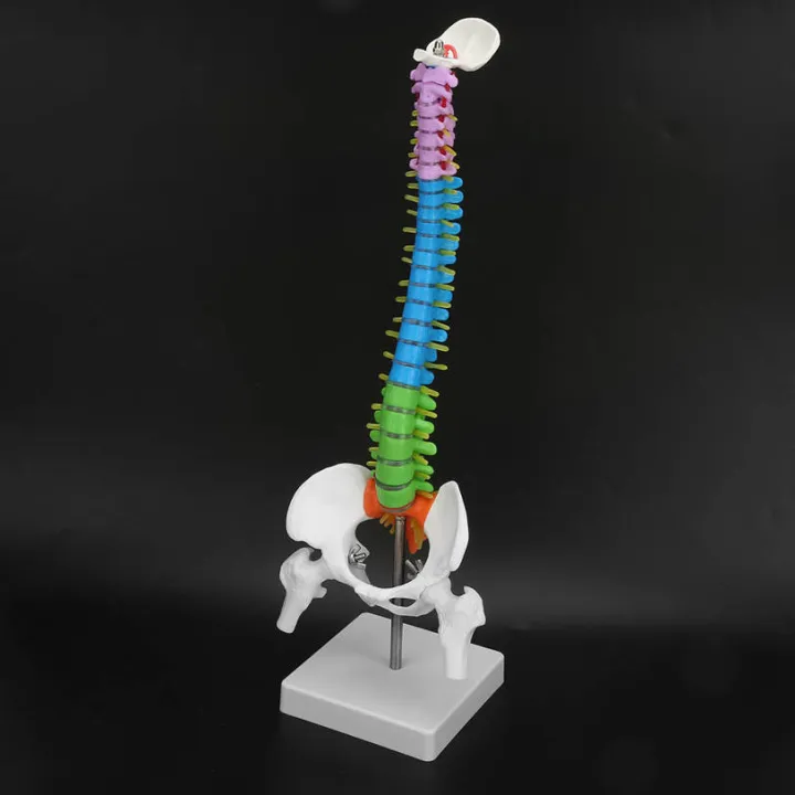 New Color Flexible Anatomical Human Skeleton Spine Model with Pelvis ...