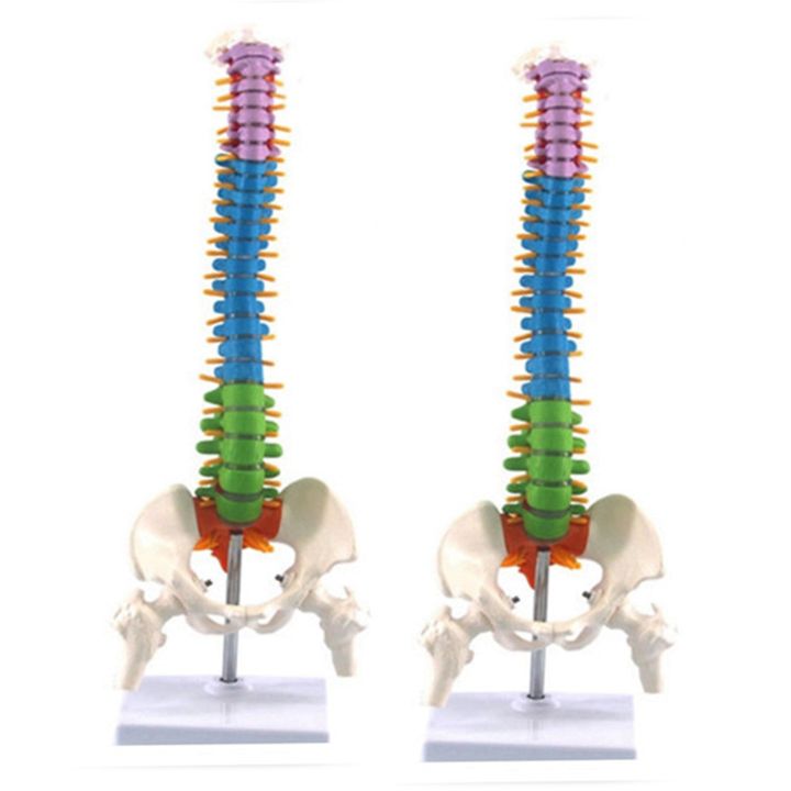 JDXHLAU 2X 45cm with Pelvic Human Anatomical Anatomy Spine Spinal ...