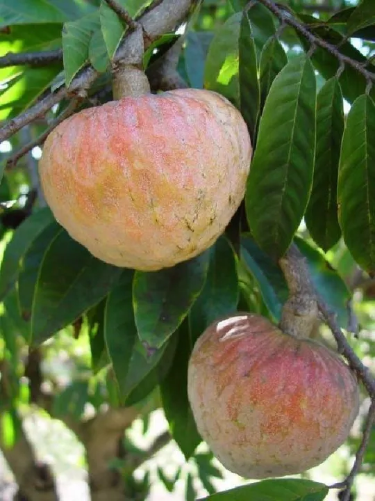 Weli anoda plant , Custard Apple fruit plant | Daraz.lk
