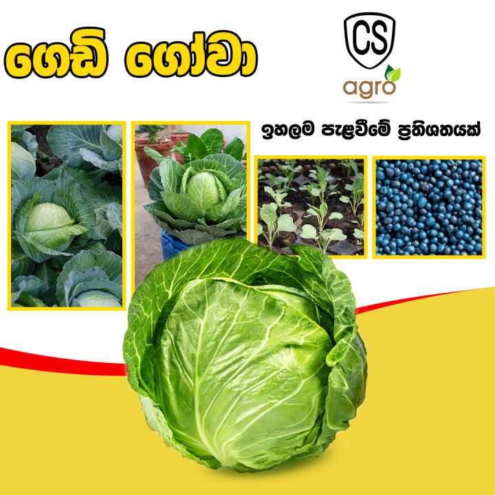Cabbage seeds Gedi gowa beeja home garden vegetable seed | Daraz.lk
