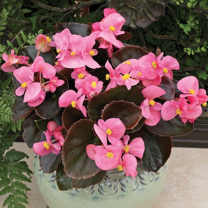 Bigonia Plant | Daraz.lk: Buy Online at Best Prices in Srilanka | Daraz.lk