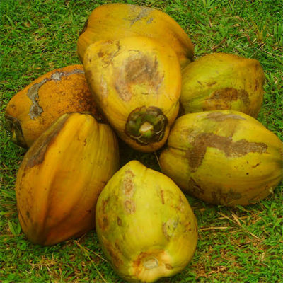 Nawasi Coconut | Daraz.lk: Buy Online at Best Prices in Srilanka | Daraz.lk