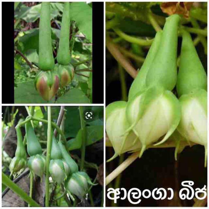 Alanga ( clove beans) 10 seeds for your beautiful home garden. | Daraz.lk