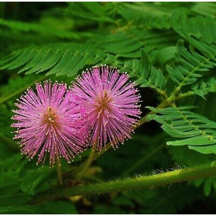 Nidi Kumba 30 Seeds නිදි කුම්බා | Daraz.lk