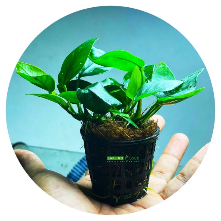 Anubias nana EXPORT QUALITY natural ( 2 PLANT in 01 POT ) Large size for your aquarium Anubias ...