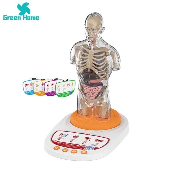 Anatomy Learning Kit Interactive Human Anatomy Model for Kids Aged 8-13 ...