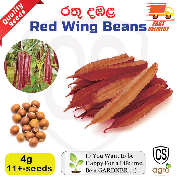 Red Wing Beans Dambala Rathu Beeja Winged Local Seeds Gardening ...