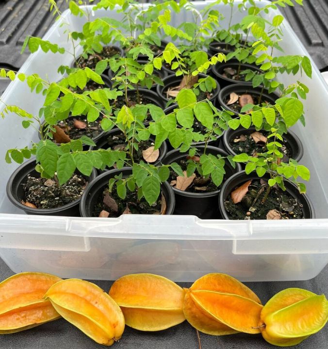 Star Fruit Trees (Averrhoa Carambola) Budded Plant | Daraz.lk