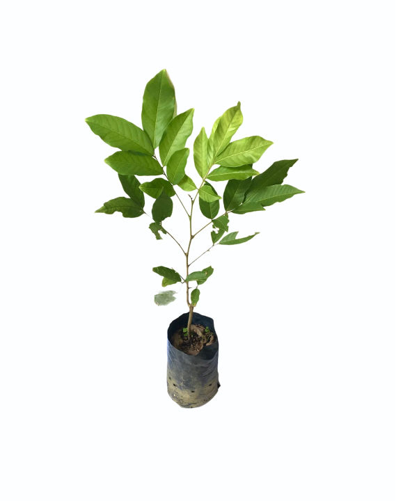 Bakmee (bakmi pala) Plant | Daraz.lk