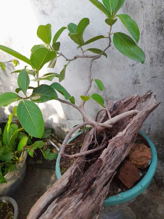 Bonsai Nuga Tree | Daraz.lk: Buy Online at Best Prices in Srilanka ...